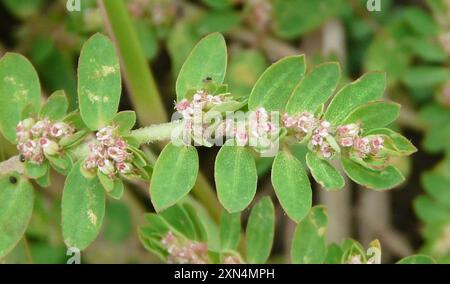 Spreading Broomspurge (Euphorbia humistrata) Plantae Stock Photo - Alamy