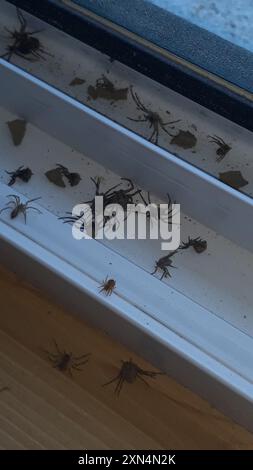 Asian Mud-dauber Wasp (Sceliphron curvatum) Insecta Stock Photo - Alamy