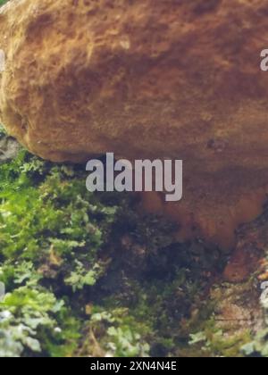 Cracked Cap Polypore (Fulvifomes robiniae) Fungi Stock Photo - Alamy