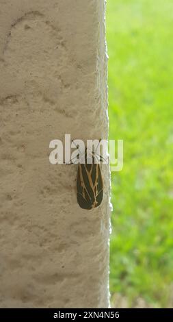 Banded Tiger Moth (Apantesis vittata) Insecta Stock Photo - Alamy