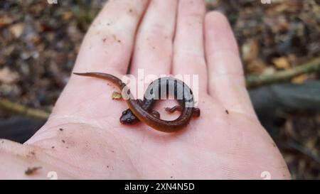 Many-ribbed Salamander (Eurycea multiplicata) Amphibia Stock Photo - Alamy