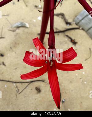 candelabra lily (Brunsvigia orientalis) Plantae Stock Photo - Alamy