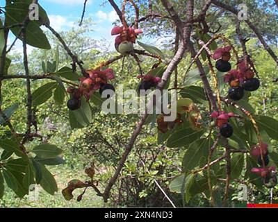 peeling plane (Ochna pulchra) Plantae Stock Photo - Alamy