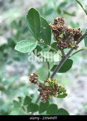 Gregg's Ash (Fraxinus greggii) Plantae Stock Photo - Alamy