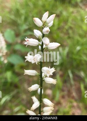 White-tubed Colicroot (Aletris farinosa) Plantae Stock Photo - Alamy