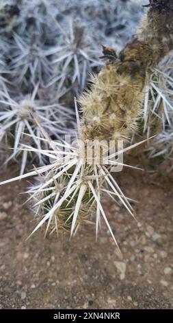 Club-cholla (Grusonia clavata) Plantae Stock Photo - Alamy