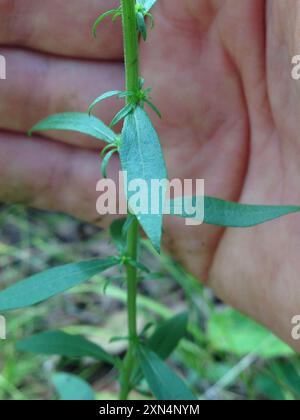 Downy Goldenrod (Solidago puberula) Plantae Stock Photo - Alamy