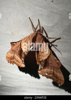 Blinded Sphinx (Paonias excaecata), Insecta, Mile Island Moth Sheet ...