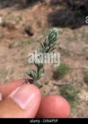 dwarf germander (Teucrium depressum) Plantae Stock Photo - Alamy