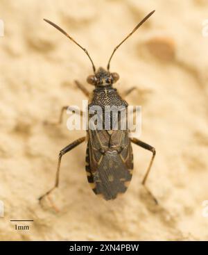 Scentless Plant Bugs (Rhopalidae) Insecta Stock Photo - Alamy