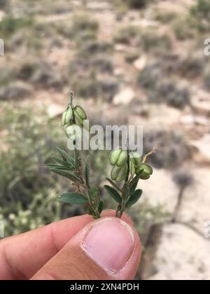 Blue Milkwort (Hebecarpa barbeyana) Plantae Stock Photo - Alamy