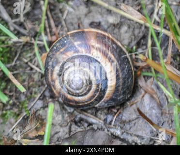 Turkish Snail (Helix lucorum) Mollusca Stock Photo - Alamy