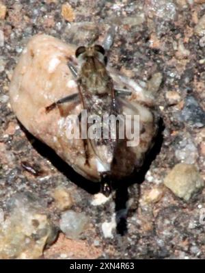 Hammertails (Efferia) Insecta Stock Photo - Alamy