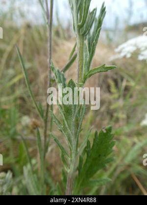 Hoary Ragwort (Jacobaea erucifolia) Plantae Stock Photo - Alamy