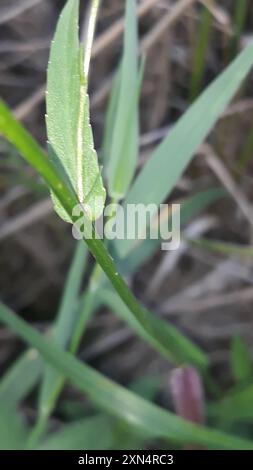 Spreading Bellflower (Campanula patula) Plantae Stock Photo - Alamy