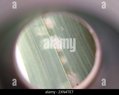 Bamboo Spider Mite (Stigmaeopsis celarius) Arachnida Stock Photo - Alamy