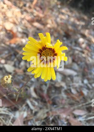 Common Madia (Madia elegans) Plantae Stock Photo - Alamy