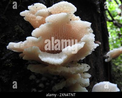 white porecap (Favolaschia pustulosa) Fungi Stock Photo - Alamy