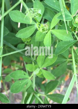 bird's-foot trefoils (Lotus) Plantae Stock Photo - Alamy