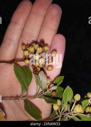rusty staggerbush (Lyonia ferruginea) Plantae Stock Photo - Alamy
