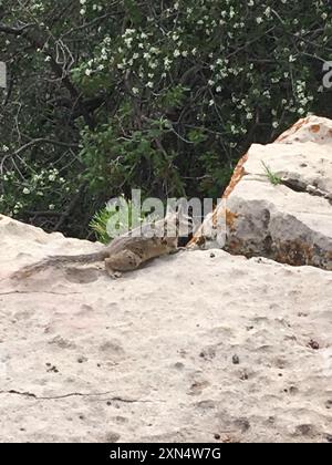 Cliff Chipmunk (Neotamias dorsalis) Mammalia Stock Photo - Alamy