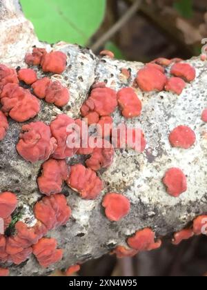 Red Tree Brain Fungus (Peniophora rufa) Fungi Stock Photo - Alamy