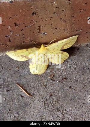 Crocus Geometer Moths (Xanthotype) Insecta Stock Photo - Alamy