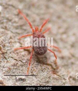 Sidewalk Mites (Balaustium) Arachnida Stock Photo - Alamy