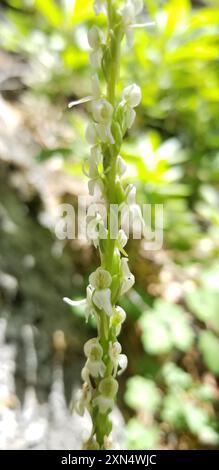 Sierra Bog Orchid (Platanthera dilatata leucostachys) Plantae Stock ...