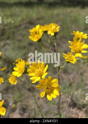 ragleaf bahia (Hymenothrix dissecta) Plantae Stock Photo - Alamy