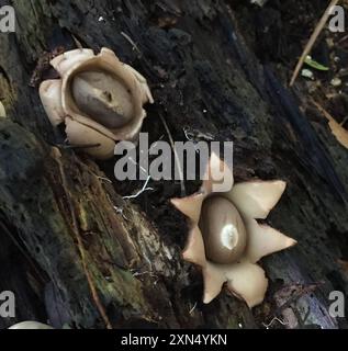 rounded earthstar (Geastrum saccatum) Fungi Stock Photo - Alamy