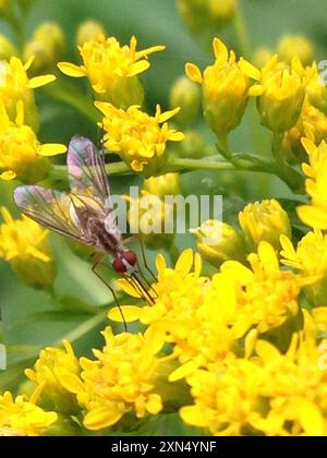 (Geron calvus) Insecta Stock Photo - Alamy