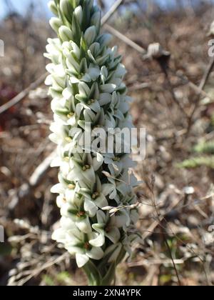 Point Reyes rein-orchid (Platanthera elegans decurtata) Plantae Stock ...