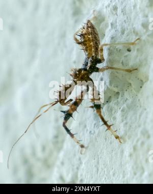 Spined Assassin Bug (Sinea diadema) Insecta Stock Photo - Alamy