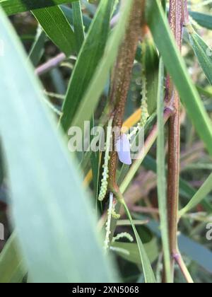 Grey planthopper (Anzora unicolor), Insecta, Melbourne VIC, Australia ...