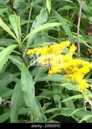 (Physocephala tibialis) Insecta Stock Photo - Alamy