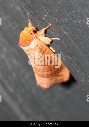 Contracted Datana Moth (Datana contracta) Insecta Stock Photo - Alamy