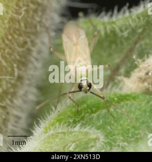 Tomato Bug (Engytatus modestus) Insecta Stock Photo - Alamy