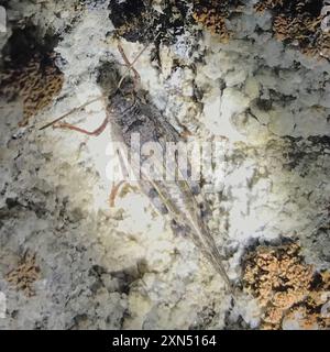 (Angaracris barabensis) Insecta Stock Photo - Alamy