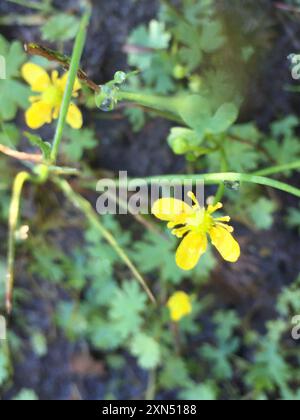 Small Yellow Water-crowfoot (Ranunculus gmelinii) Plantae Stock Photo ...