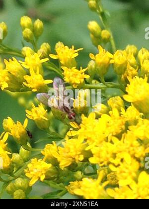 (Geron calvus) Insecta Stock Photo - Alamy