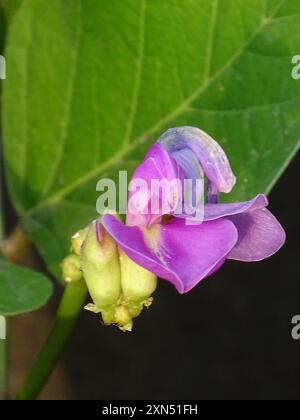 Beach Bean (Canavalia rosea) Plantae Stock Photo - Alamy