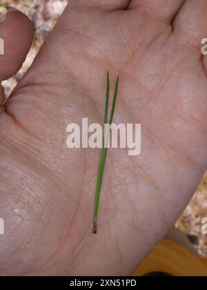sand pine (Pinus clausa) Plantae Stock Photo - Alamy
