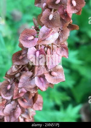 Greek Dock (Rumex cristatus) Plantae Stock Photo - Alamy