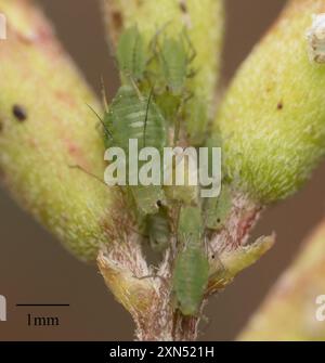 Blue Alfalfa Aphid (Acyrthosiphon kondoi) Insecta Stock Photo - Alamy