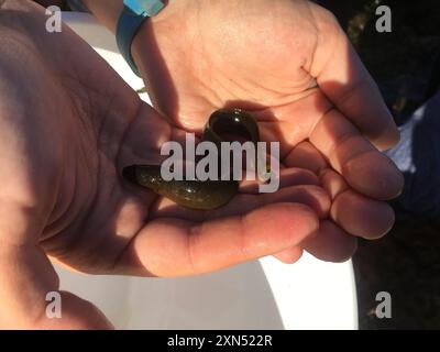 Black Prickleback (Xiphister atropurpureus) Actinopterygii Stock Photo ...