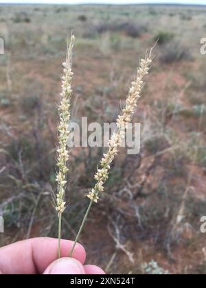 plains bristlegrass (Setaria leucopila) Plantae Stock Photo - Alamy