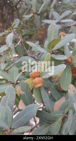 Mexican blue oak (Quercus oblongifolia) Plantae Stock Photo - Alamy