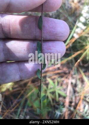Eastern Silver Aster (Symphyotrichum concolor) Plantae Stock Photo - Alamy