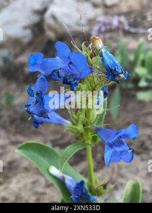 Cache beardtongue (Penstemon compactus) Plantae Stock Photo - Alamy